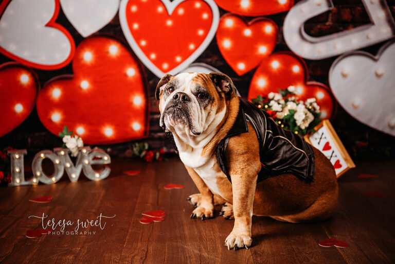 Teresa Sweet Photography » RI Newborn & Portrait Photographer